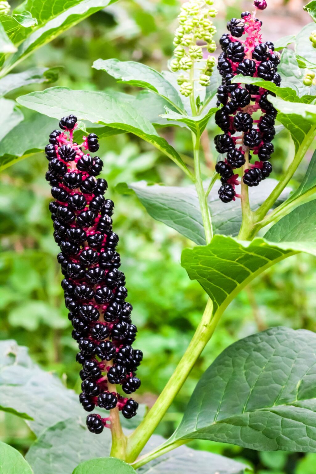 Phytolacca Decandra in Homeopathy: Unveiling its Therapeutic Role in ...