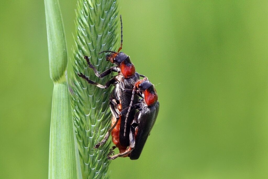 Cantharis Vesicatoria: Healing the Blaze of Inflammation and Burning ...