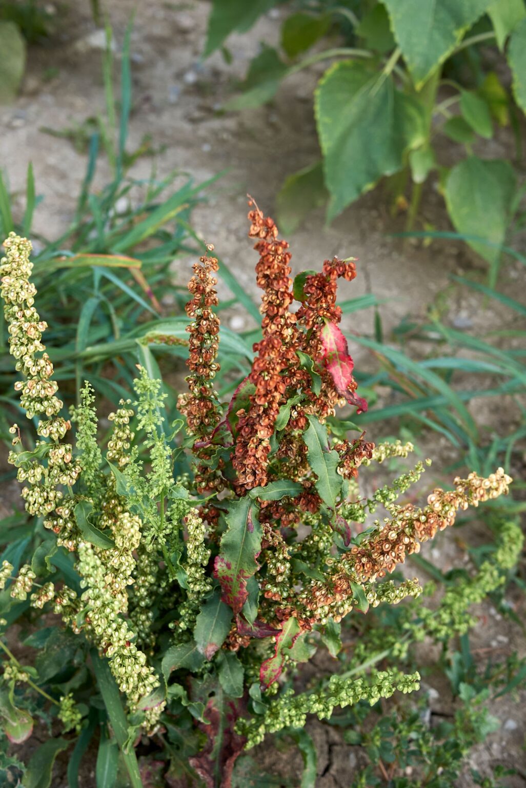 Rumex Crispus: A Homeopathic Remedy for Coughs, Gastrointestinal ...